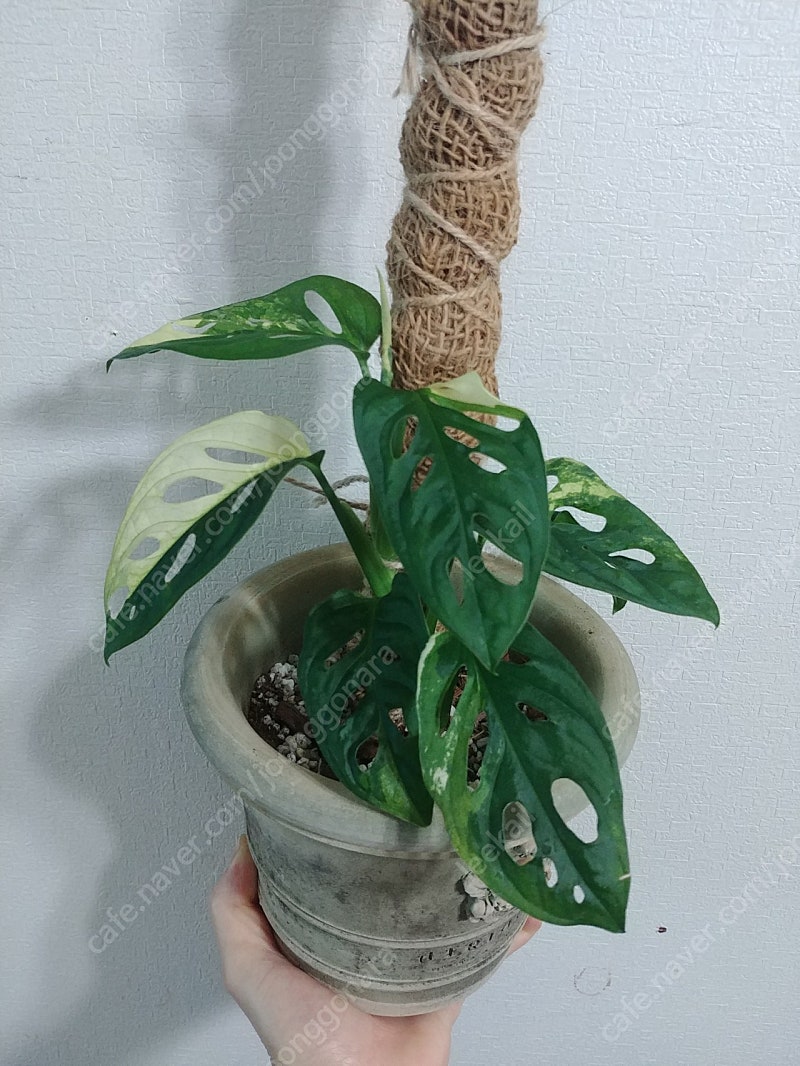 몬스테라 무늬아단소니가격내림 기타 생활용품 중고나라